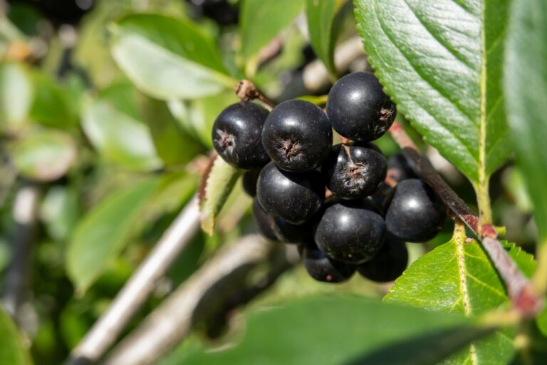 Strauch Mit Schwarzen Beeren